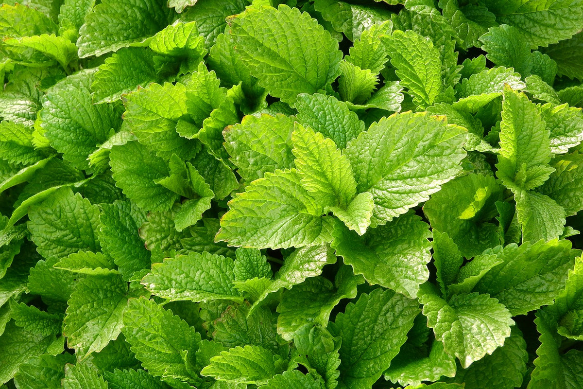 Why Don’t More Doctors Recommend Lemon Balm | RIH/HAIOTB Stores Why Don’t More Doctors Recommend Lemon Balm | RIH/HAIOTB Stores